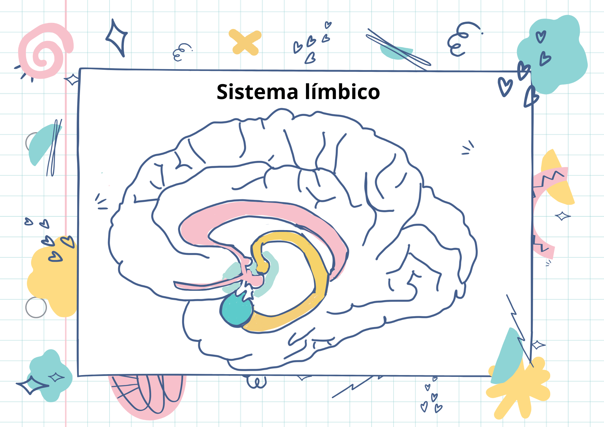 Descubre El Sistema Límbico El Cerebro Emocional Ayudarte
