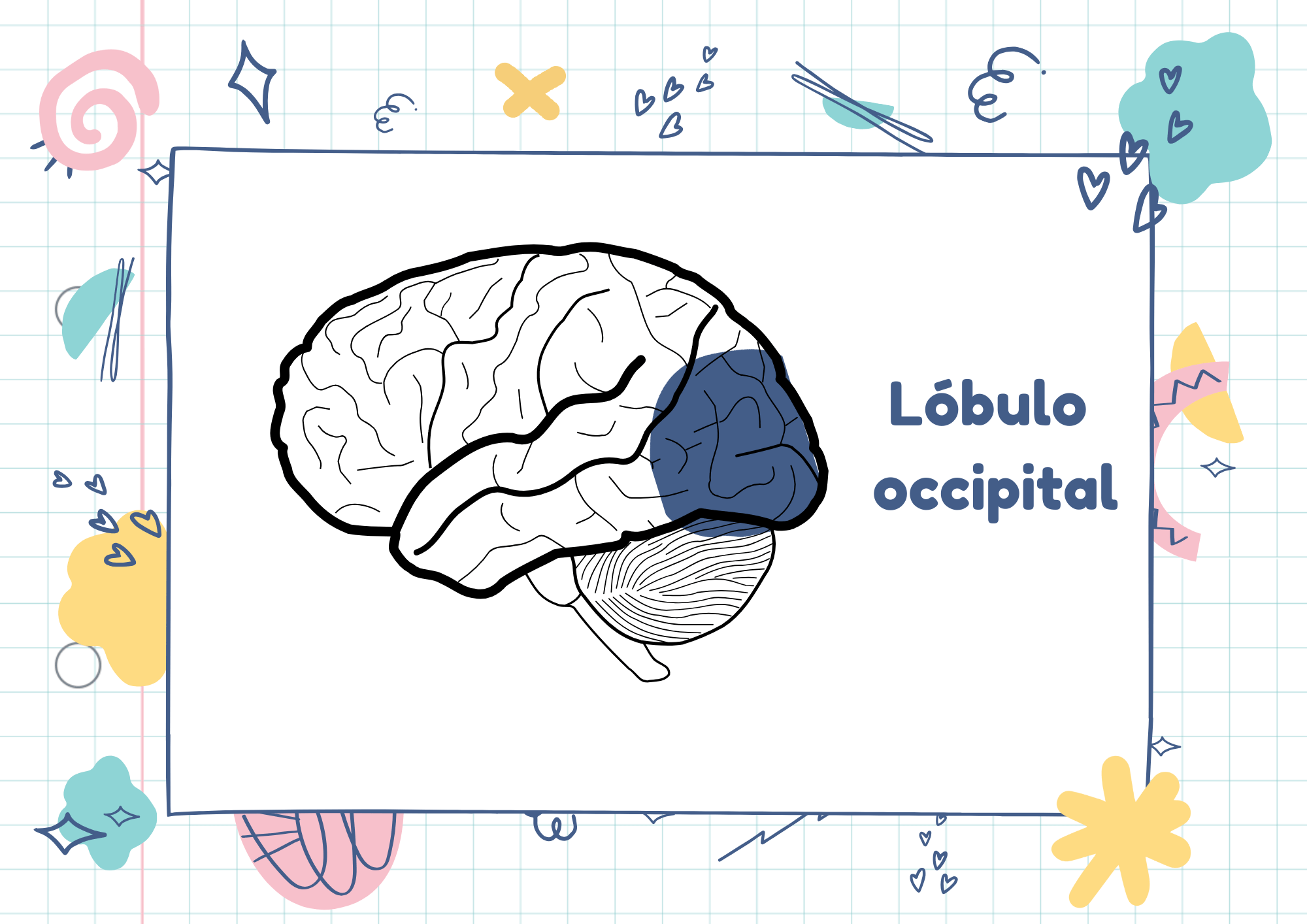 Entendiendo el lóbulo occipital de nuestro cerebro y su impacto en la ...